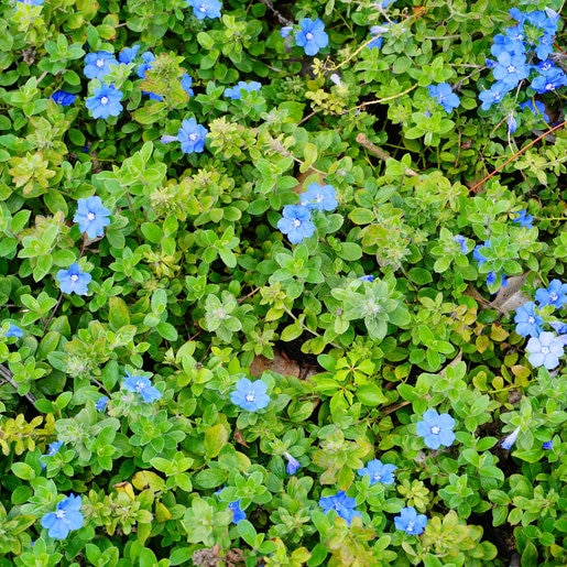 Evolvulus Nuttallianus Shaggy Dwarf Morning Glories | SiteOne