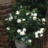 Gardenia Jasminoides Buttons Cape Jasmine | SiteOne