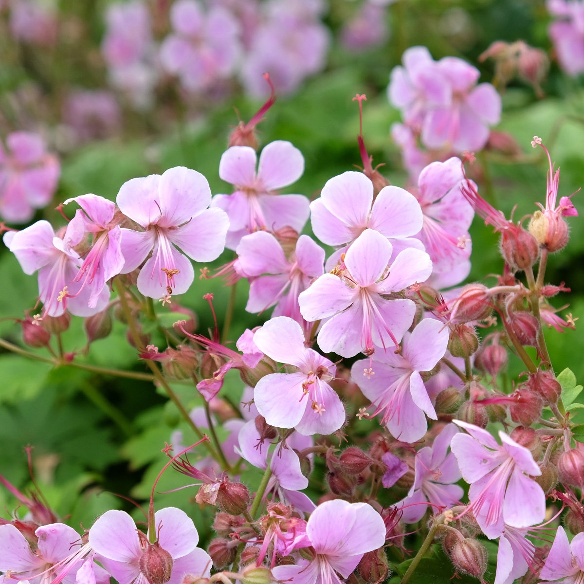 Geranium X Cantabrigiense Hanne Cranesbill | SiteOne