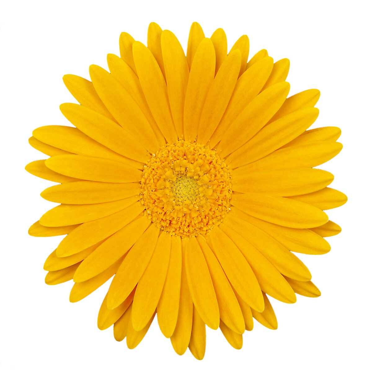 Gerbera Garvinea Sweet Honey African Daisy | SiteOne