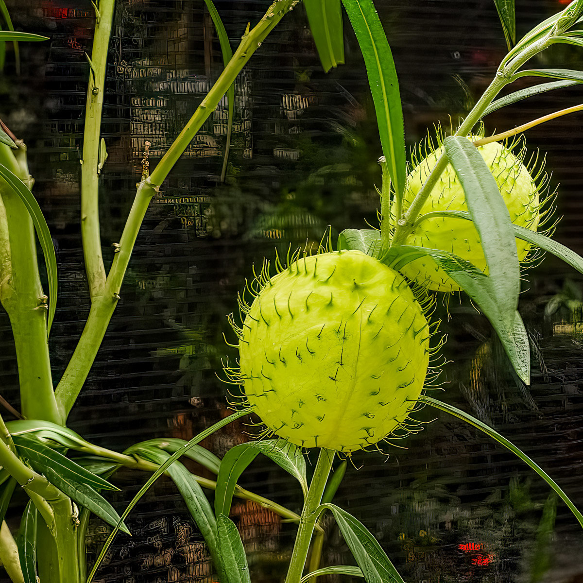 Gomphocarpus Physocarpus Giant Swan Plant Milkweed | SiteOne
