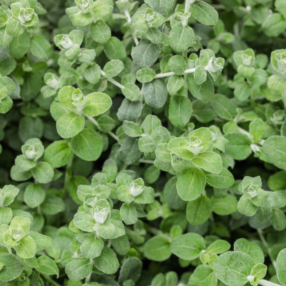 Helichrysum Petiolare Compacta Licorice-Plant | SiteOne
