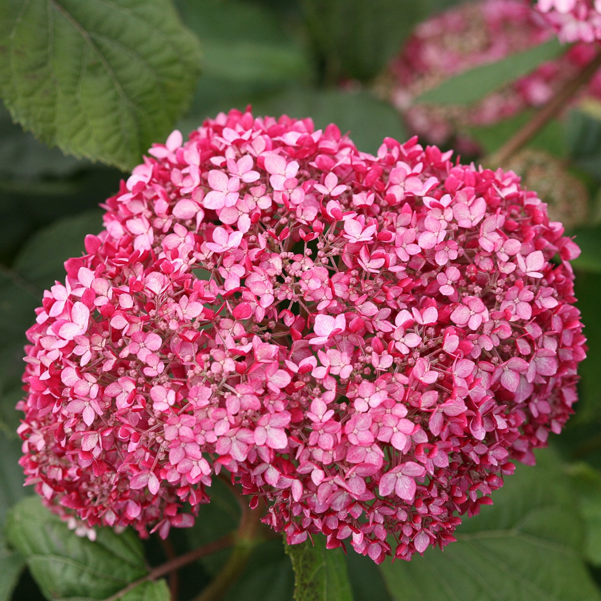 Hydrangea Arborescens Invincibelle Spirit II Smooth Hyd | SiteOne