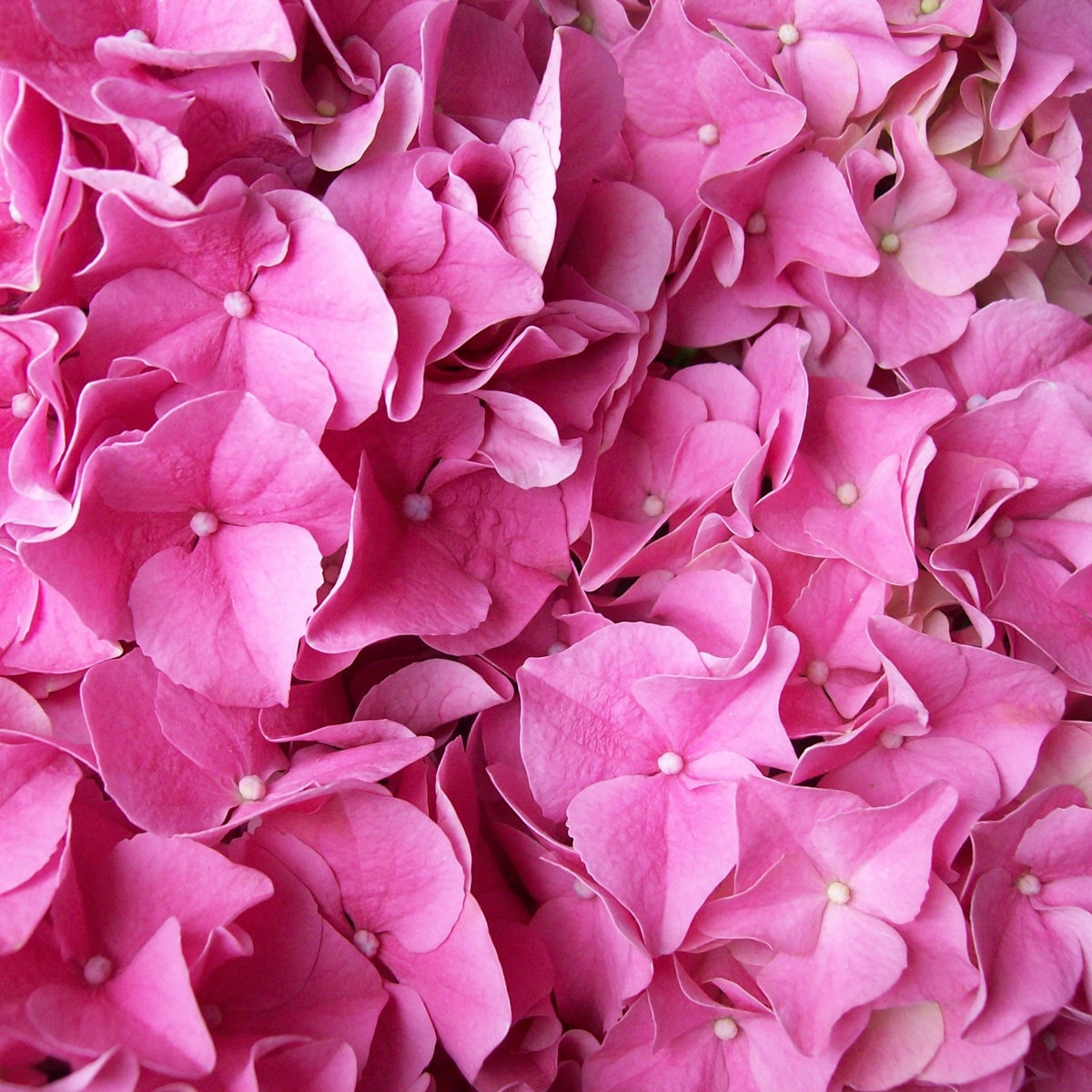 Hydrangea Macrophylla Early Rosa Big Leaf Hydrangea | SiteOne