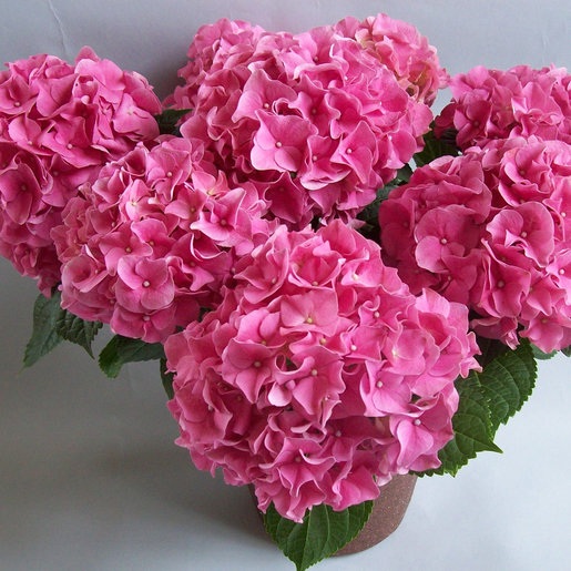 Hydrangea Macrophylla Early Rosa Big Leaf Hydrangea | SiteOne