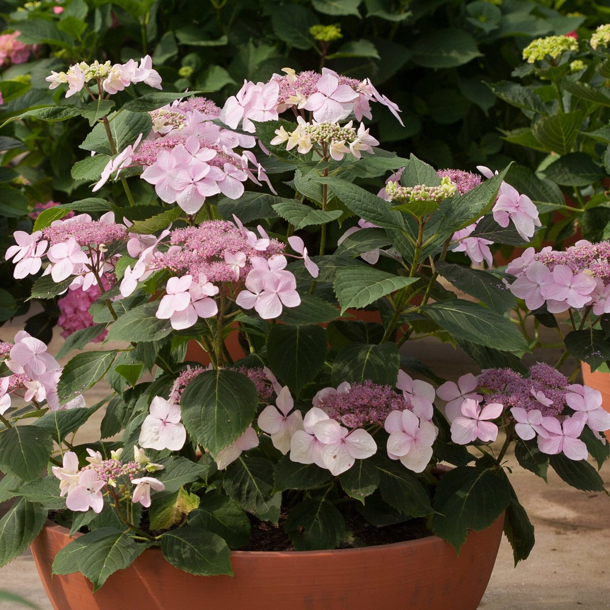 Hydrangea Macrophylla Lets Dance Diva Big Leaf Hydrange | SiteOne