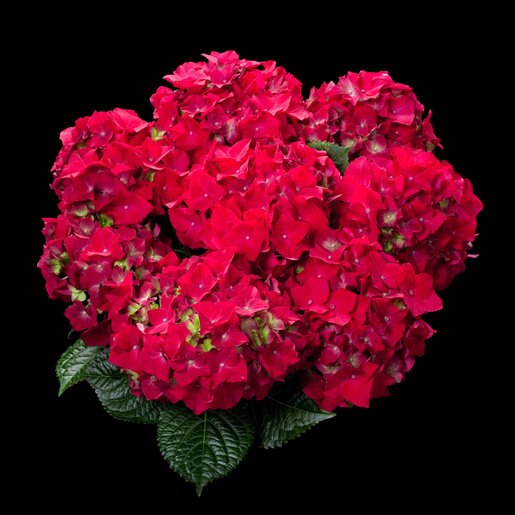 Hydrangea Macrophylla Tea Time Hot Red Big Leaf Hydrang | SiteOne