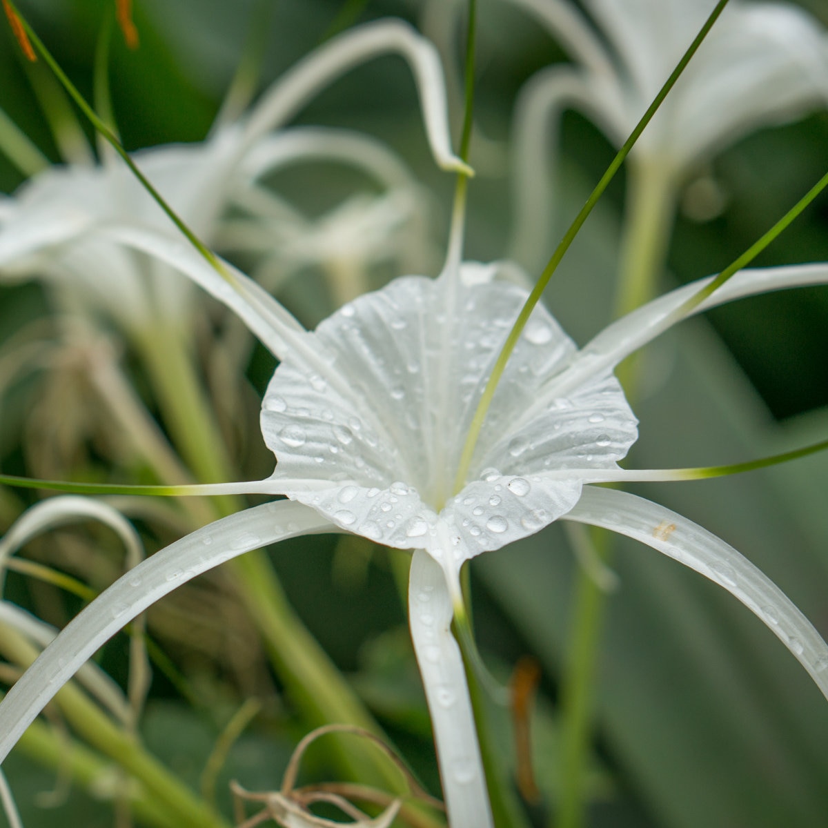 Hymenocallis Caribaea Texas Spiderlily | SiteOne