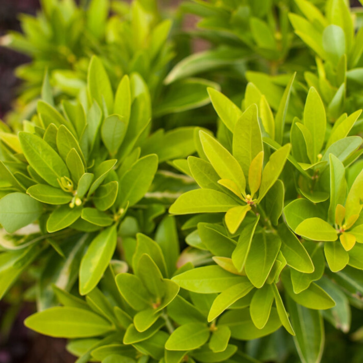 Illicium Parviflorum BananAppeal Anise | SiteOne