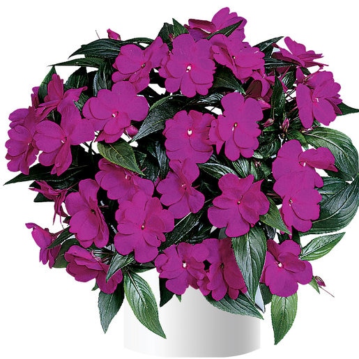 Impatiens X Hybrida Harmony Dark Violet New Guinea Impa | SiteOne