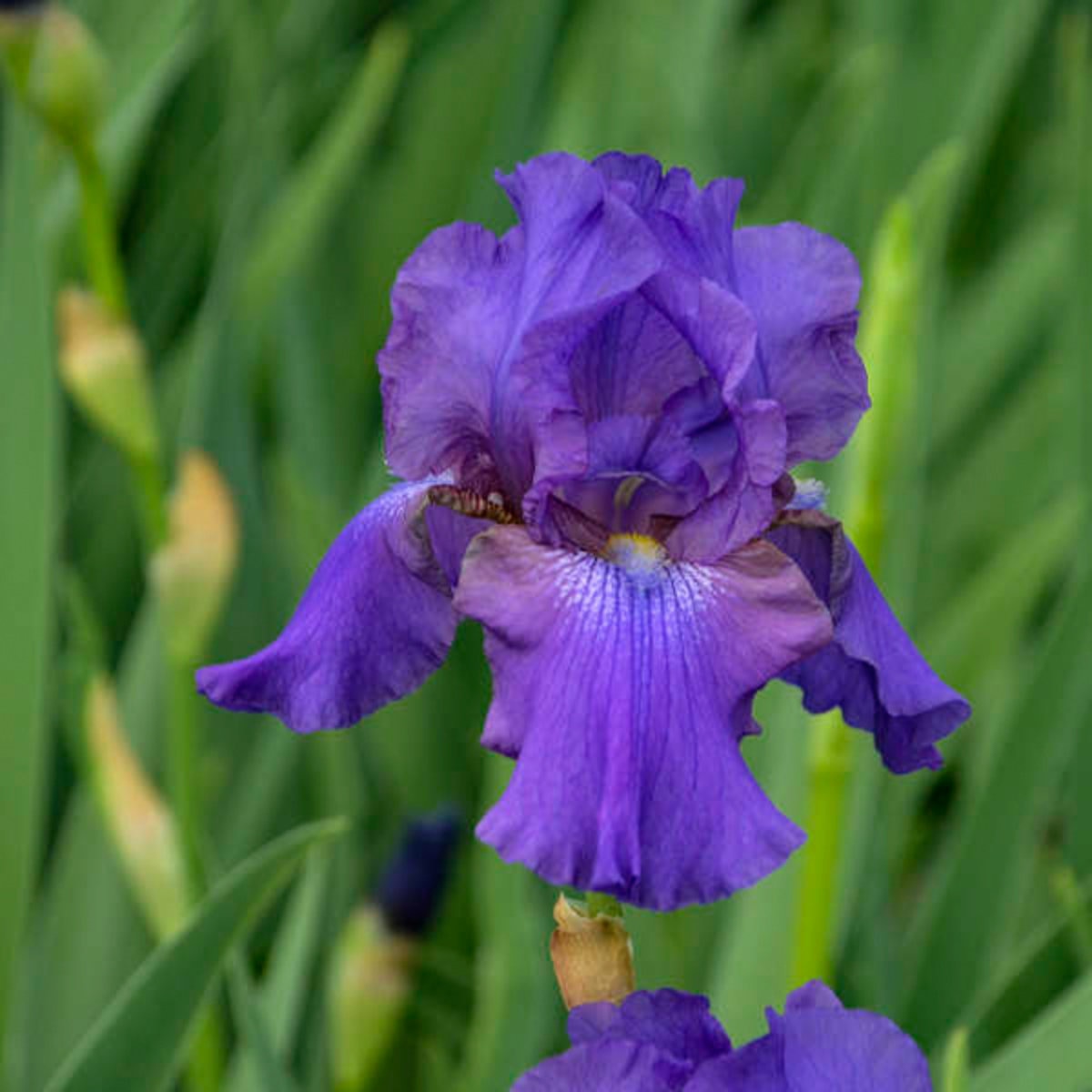 Iris Germanica His Royal Highness Bearded Iris | SiteOne