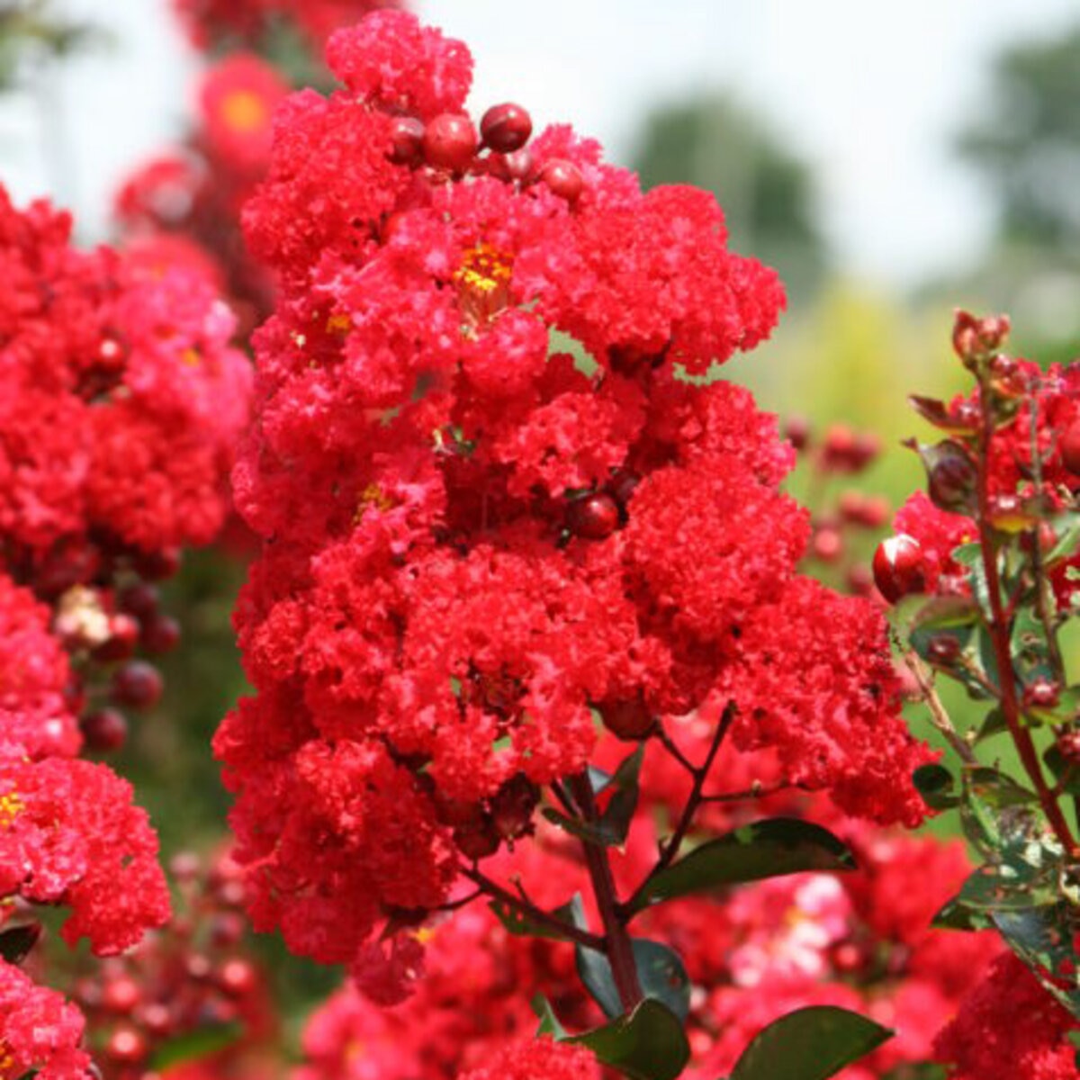 Lagerstroemia X Ruffled Red Magic Crape Myrtle | SiteOne