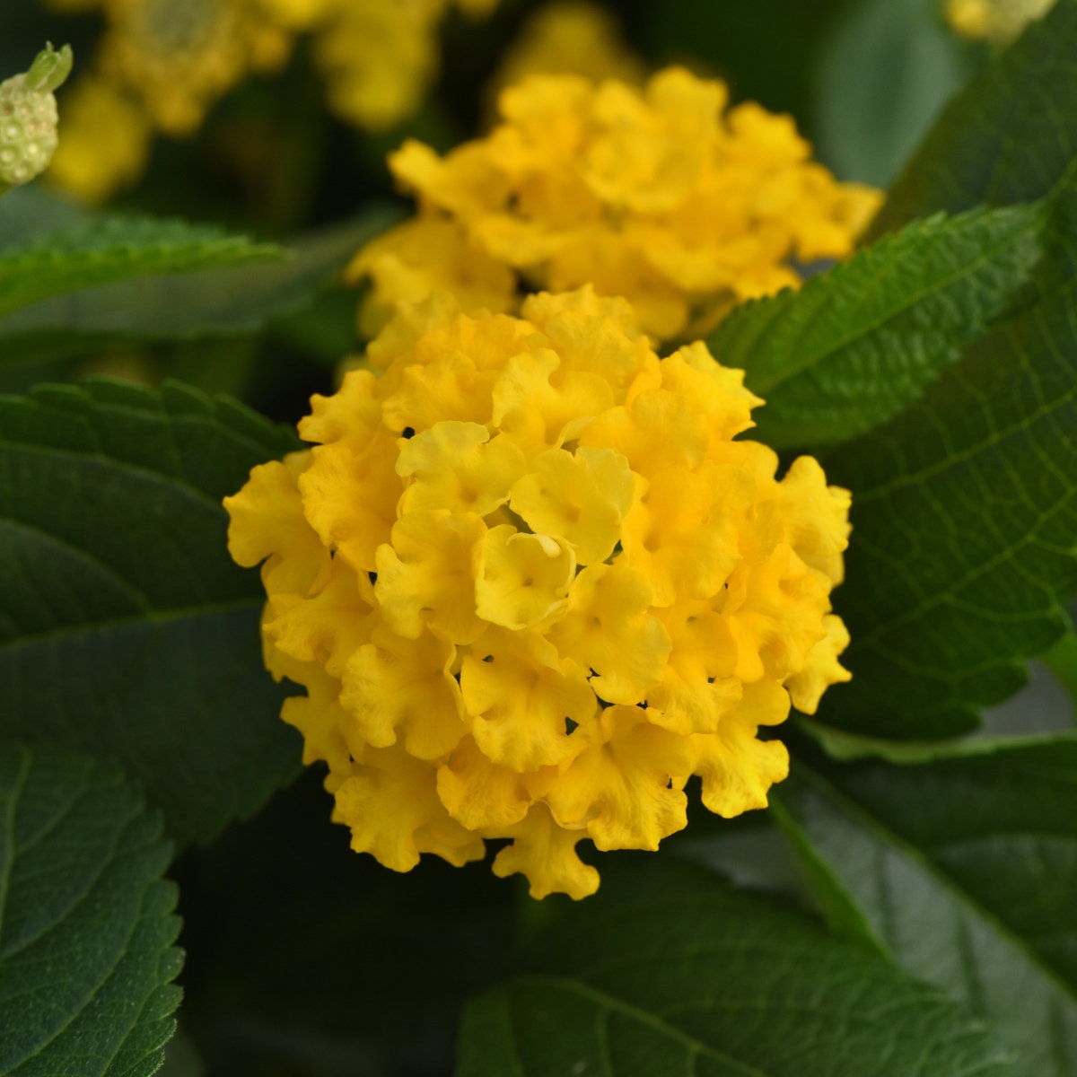 Lantana Camara Lucky Yellow Lantana | SiteOne