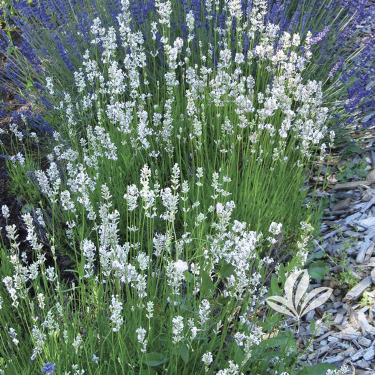 Lavandula X Intermedia Alba Lavender | SiteOne