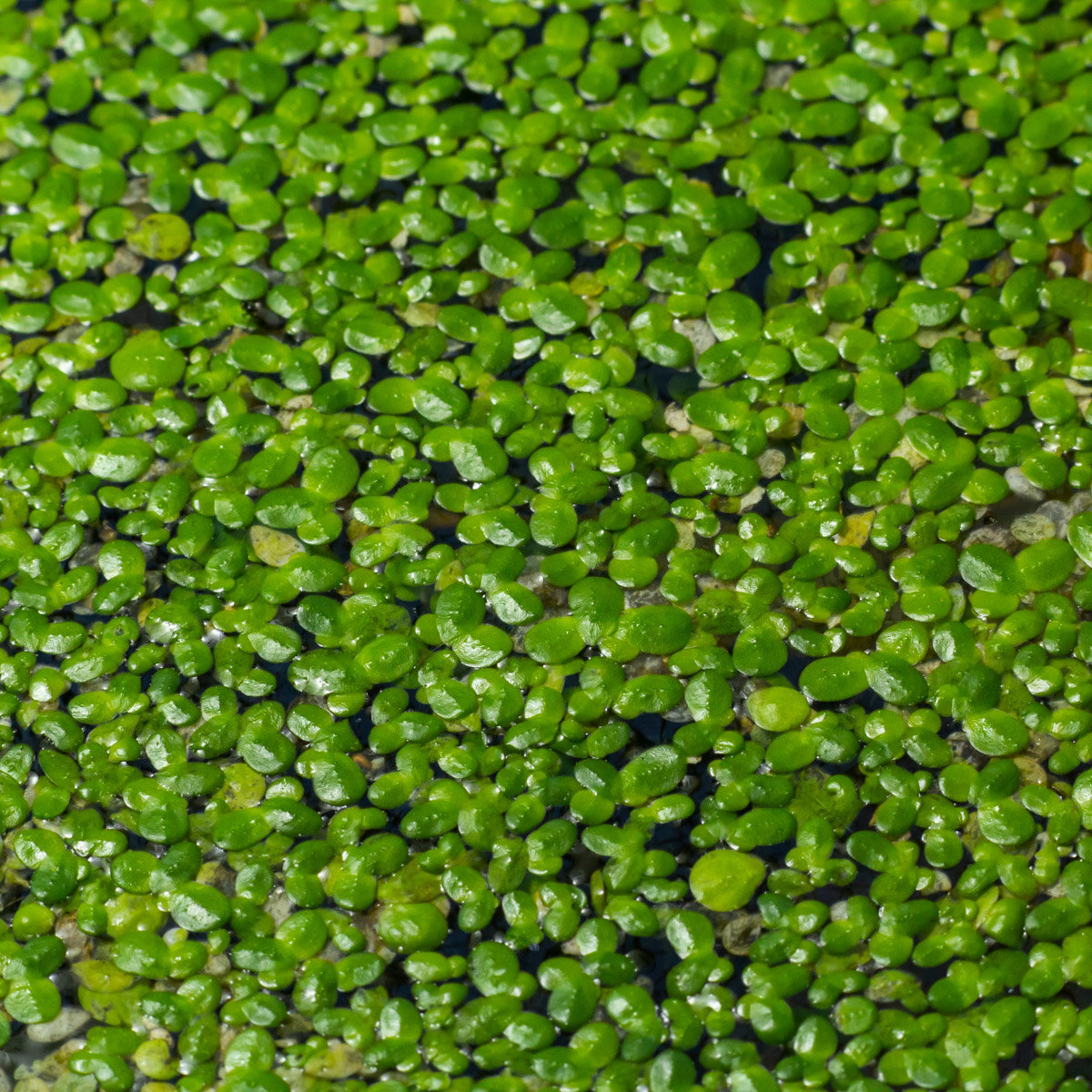 Lemna Minor Duckweed | SiteOne