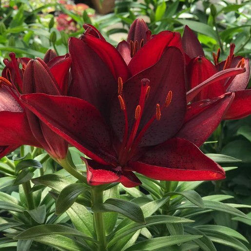 Lilium X Lily Looks Tiny Comfort Asiatic Lily | SiteOne