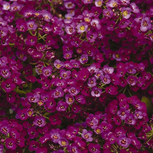 Lobularia Maritima Clear Crystal Purple Shades Alyssum | SiteOne