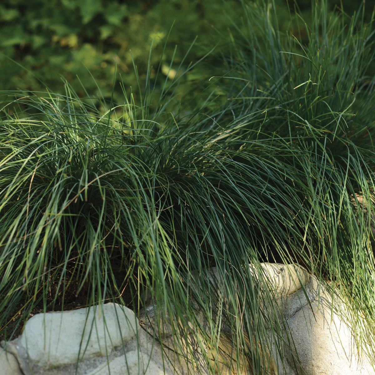 Lomandra Confertifolia spp. Rubiginosa Seascape Mat Rus | SiteOne