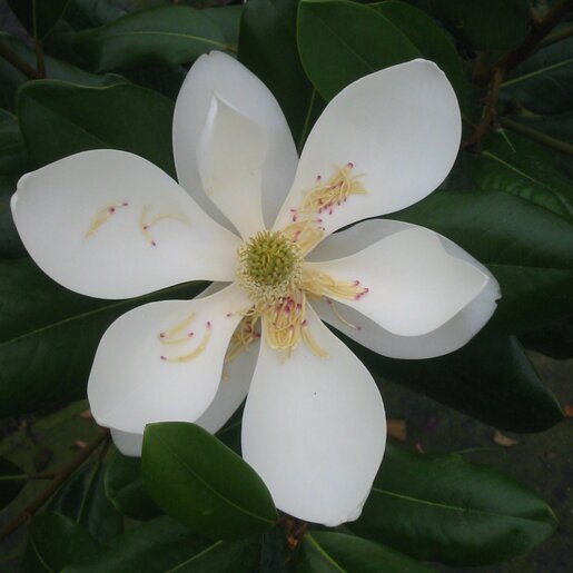 Magnolia Grandiflora Baby Grand Southern Magnolia | SiteOne