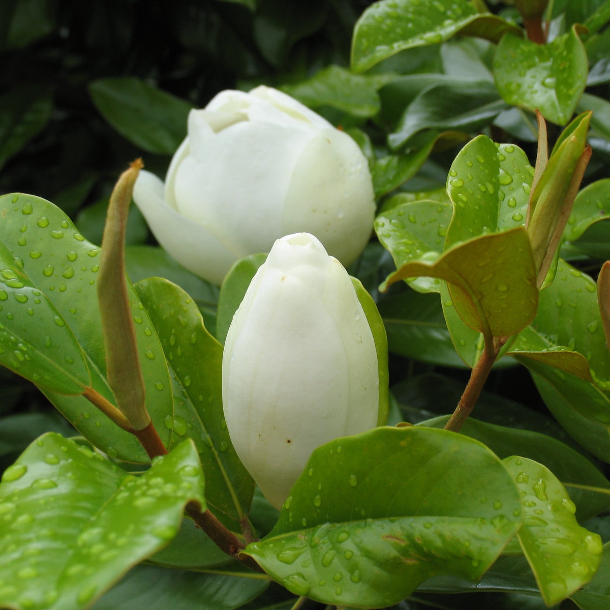 Magnolia Grandiflora Baby Grand Southern Magnolia | SiteOne