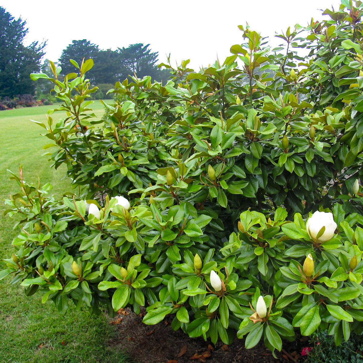 Magnolia Grandiflora Baby Grand Southern Magnolia | SiteOne