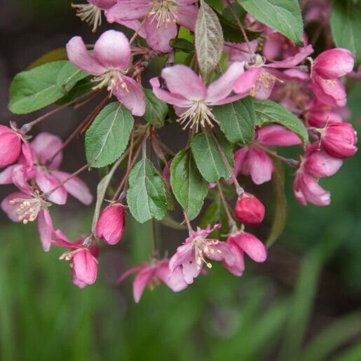 Malus X Ruby Tears Crabapple | SiteOne