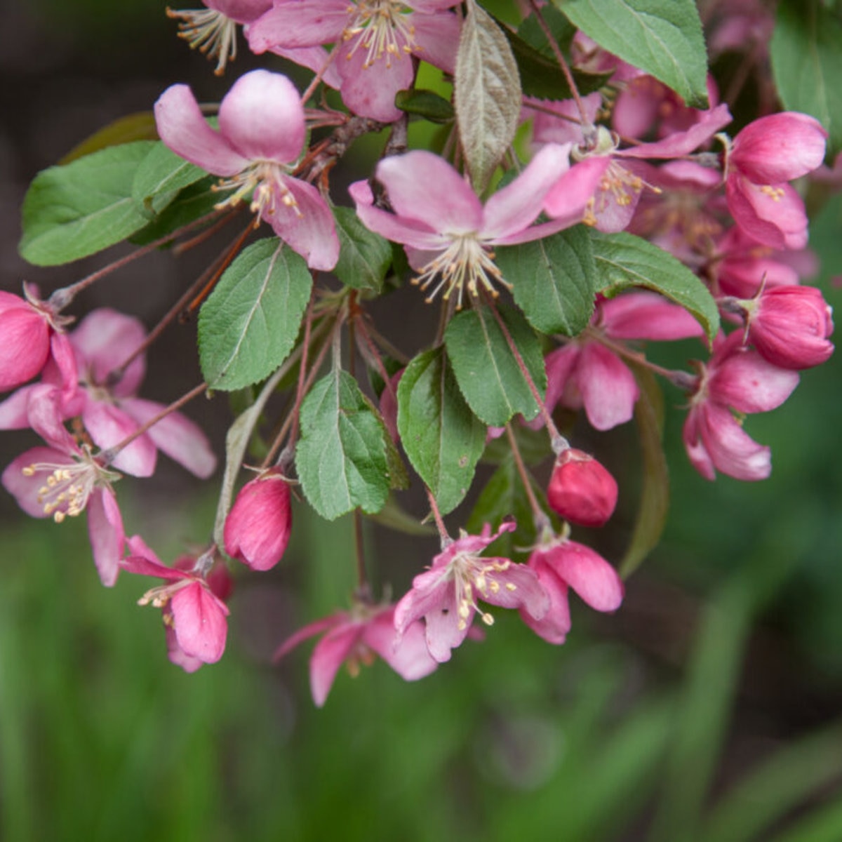Malus X Ruby Tears Crabapple | SiteOne