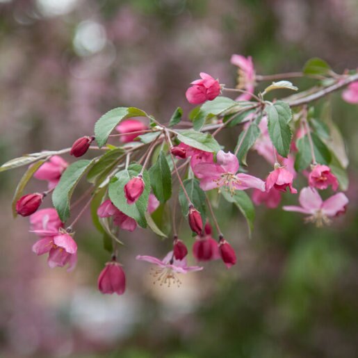 Malus X Ruby Tears Crabapple | SiteOne