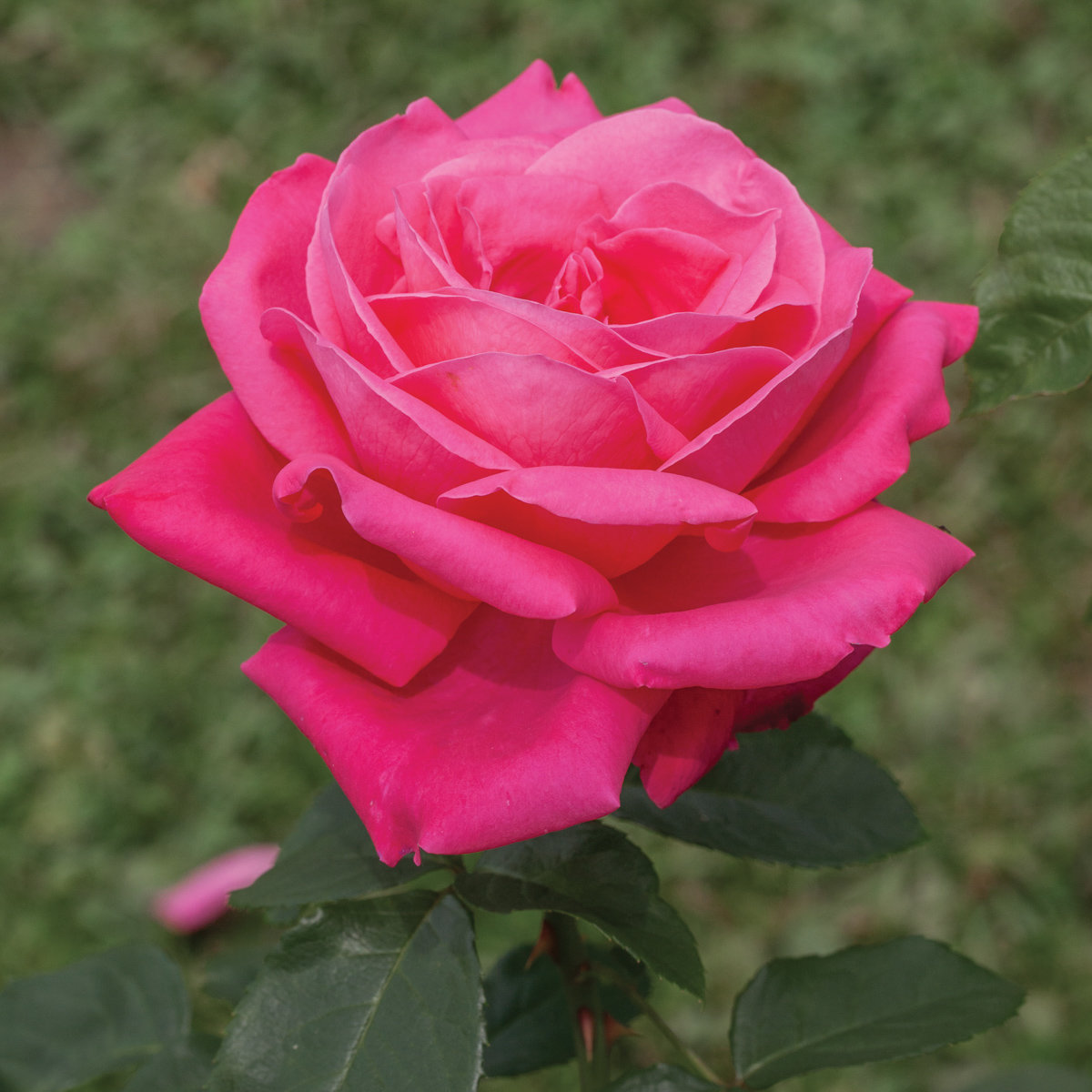 Rosa X Miss All-American Beauty' Hybrid Tea Rose | SiteOne