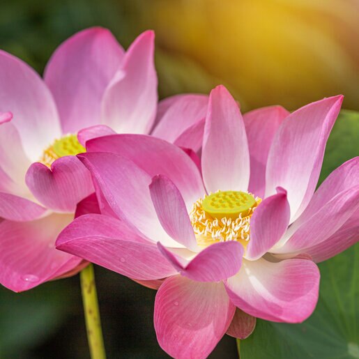 Nelumbo Nucifera Sacred Lotus | SiteOne