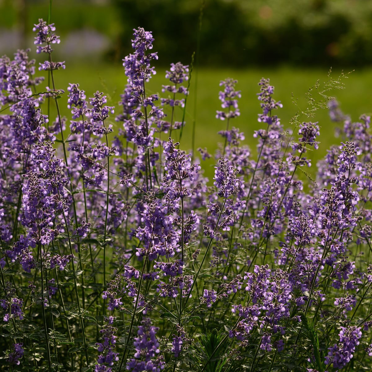 Nepeta X Faassenii Felix Catmint | SiteOne