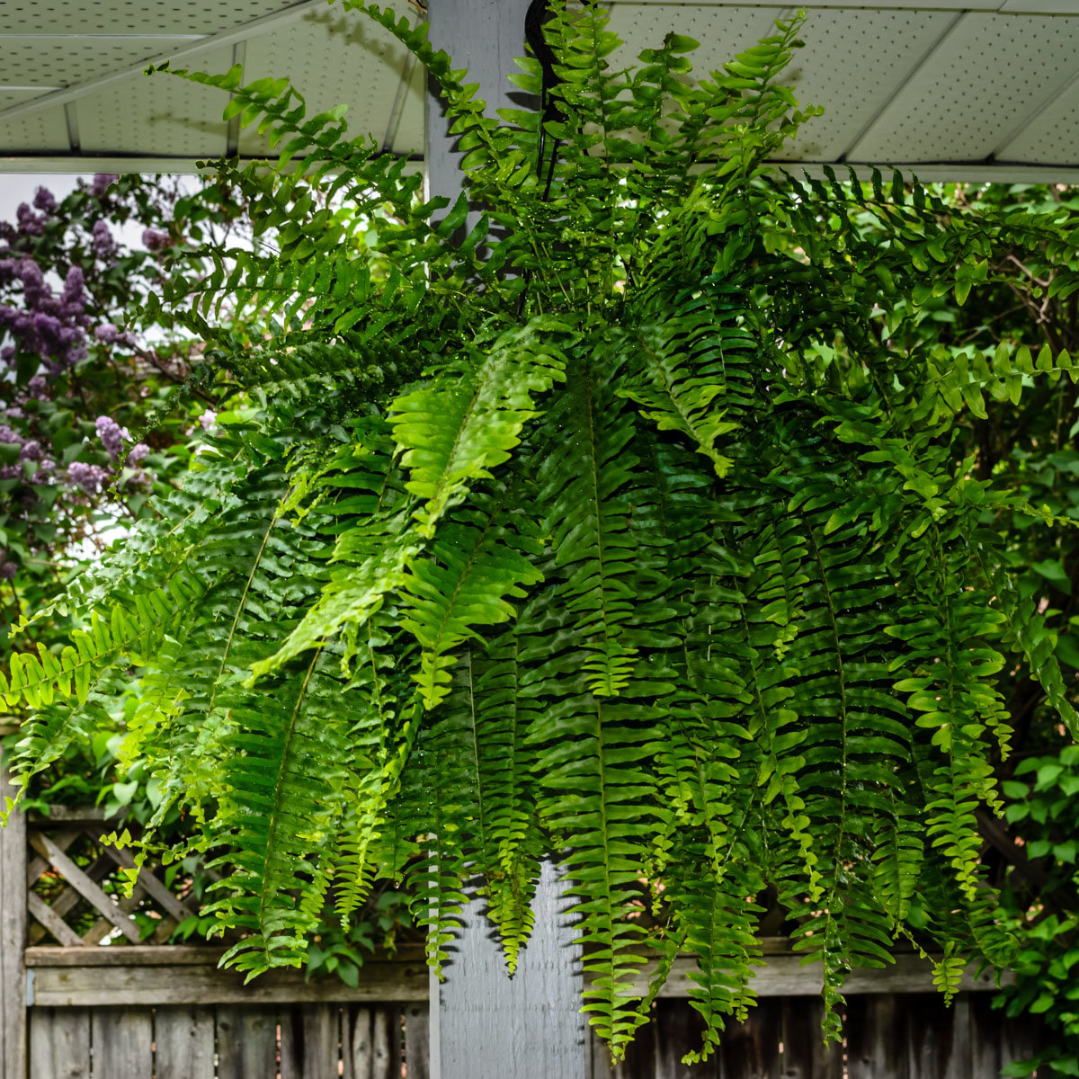 Nephrolepis Exaltata Bostoniensis Boston Fern | SiteOne