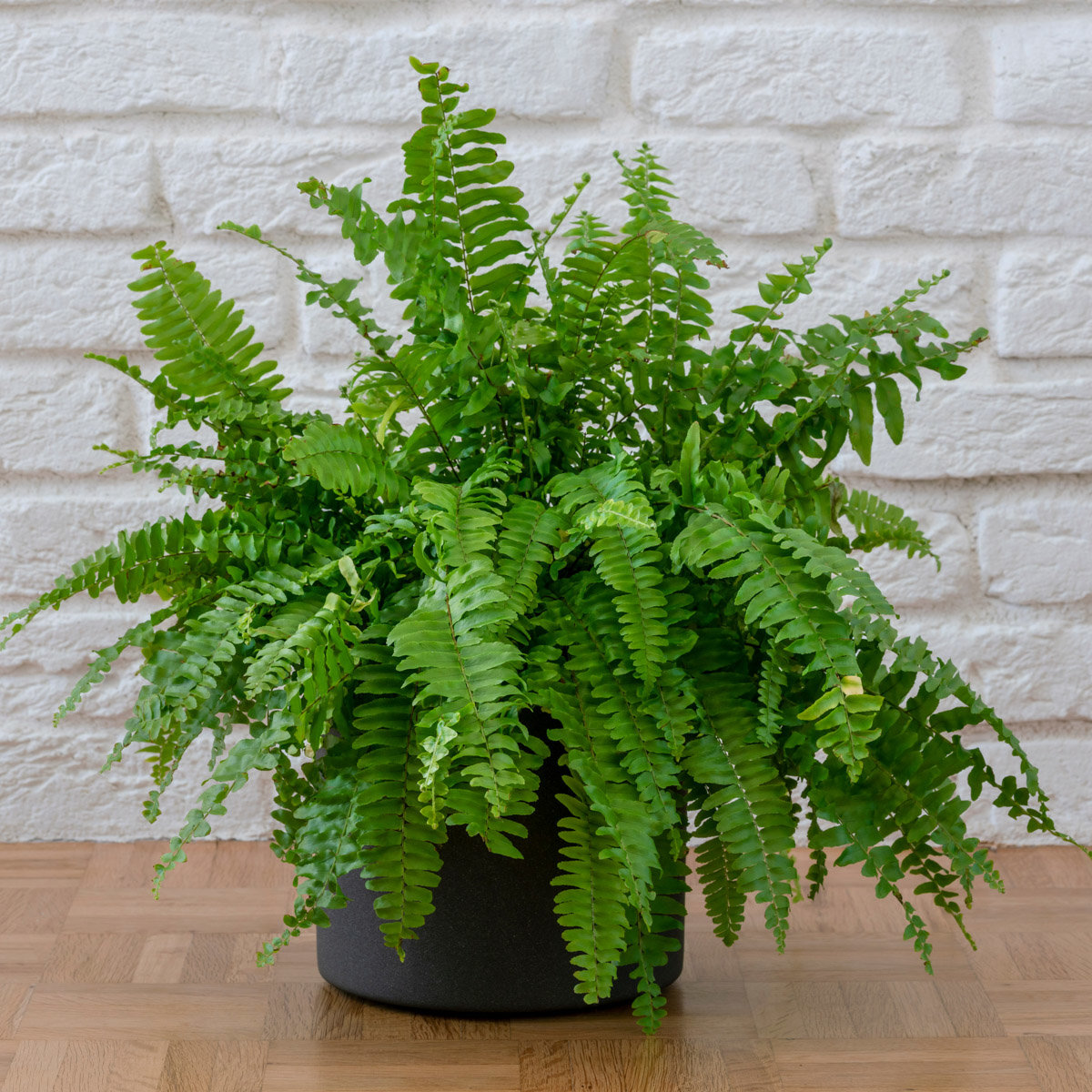 Nephrolepis Exaltata Bostoniensis Boston Fern | SiteOne