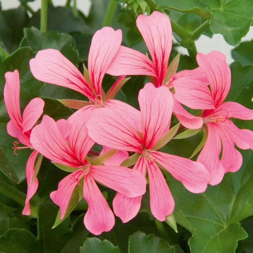 Pelargonium Balcon Pink Ivy Geranium | SiteOne