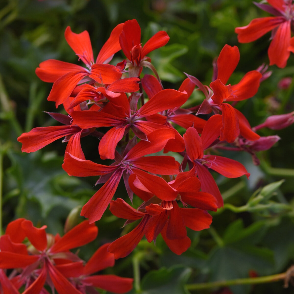 Pelargonium Balcon Red Ivy Geranium | SiteOne