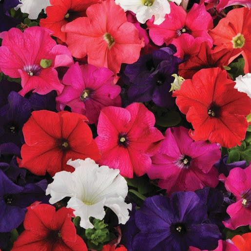 Petunia X Hybrida Pretty Grand Mixture Petunia | SiteOne