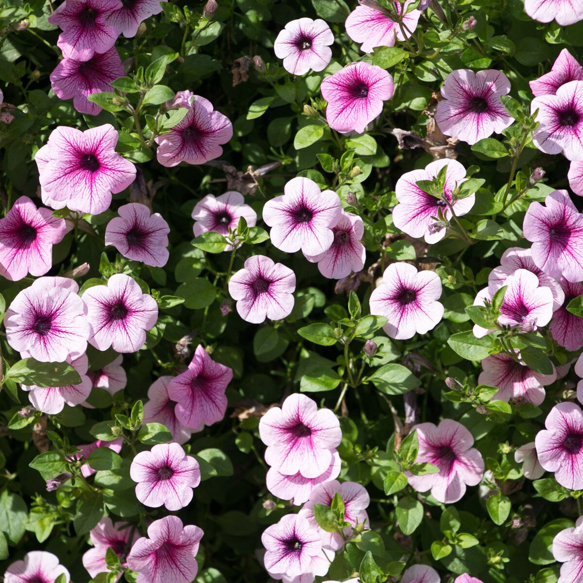 Petunia X Hybrida Supertunia Rose Veined Spreading Petu | SiteOne
