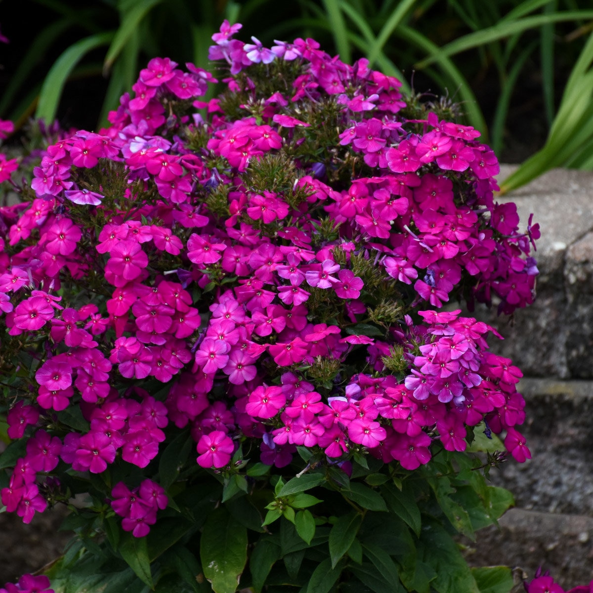 Phlox Paniculata Luminary Ultraviolet Phlox | SiteOne