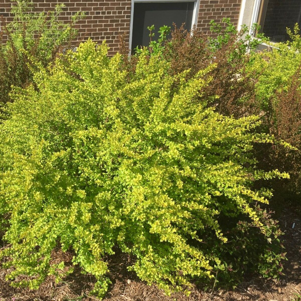 Physocarpus Opulifolius Raspberry Lemonade Ninebark | SiteOne