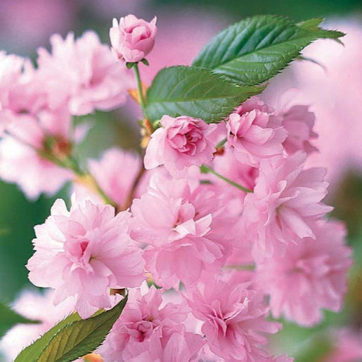 Prunus Serrulata Kiku-Shidare-Zakura Cheals Weeping Che | SiteOne