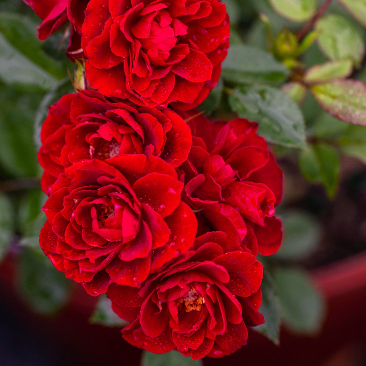 Rosa X Sunblaze Meirutral Red Miniature Rose | SiteOne