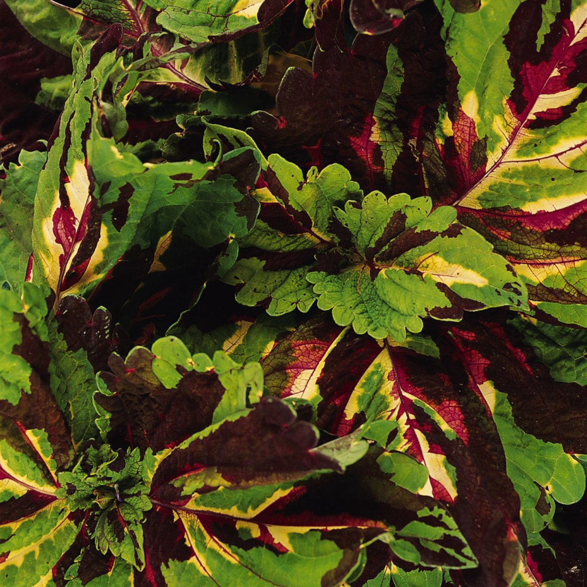 Solenostemon Scutellarioides Kong Mosaic Coleus | SiteOne