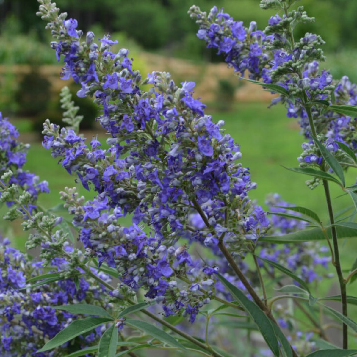 Vitex Angus-Castus Delta Blues Chastetree | SiteOne