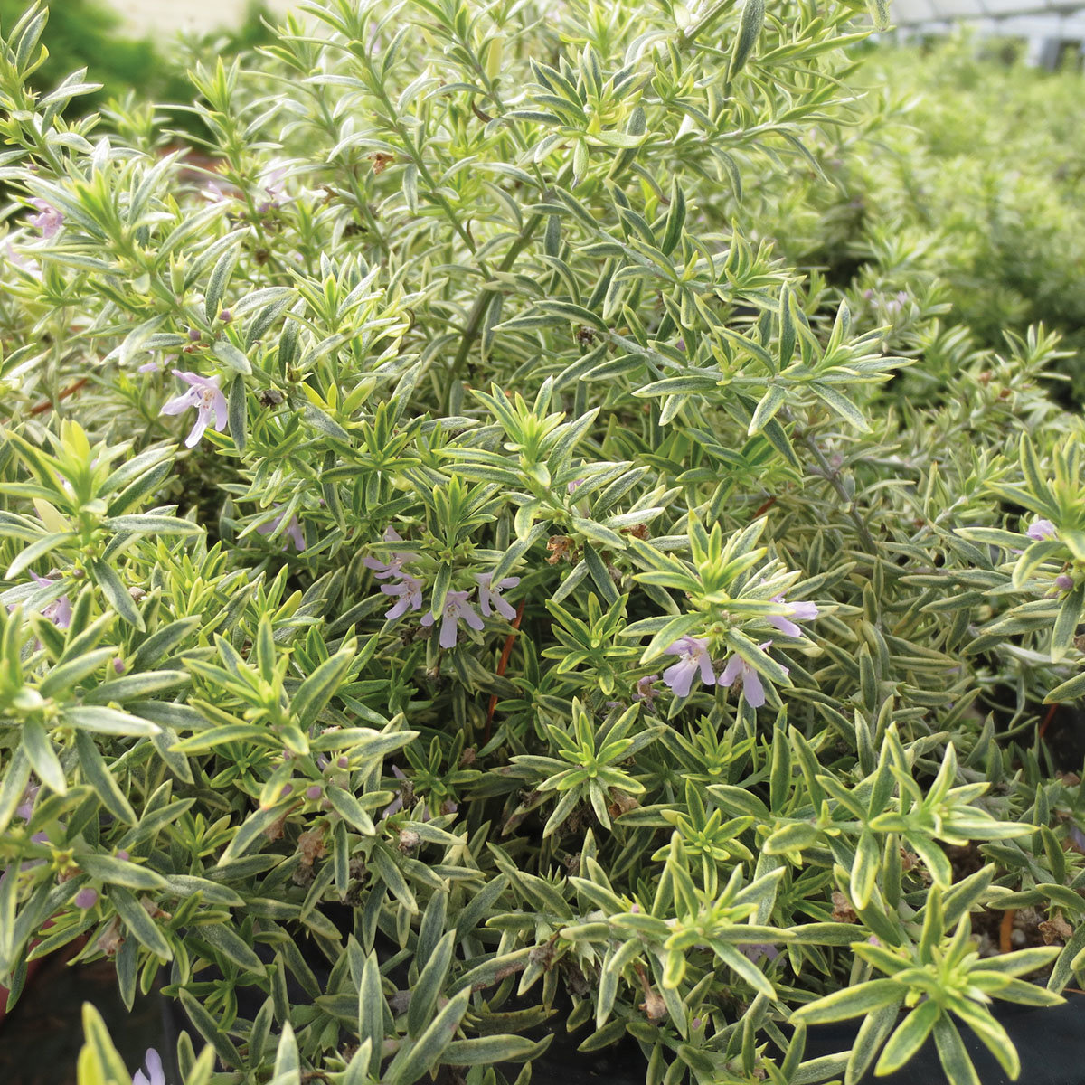 Westringia X Gem Variegated Sorrento Coast Westringia | SiteOne