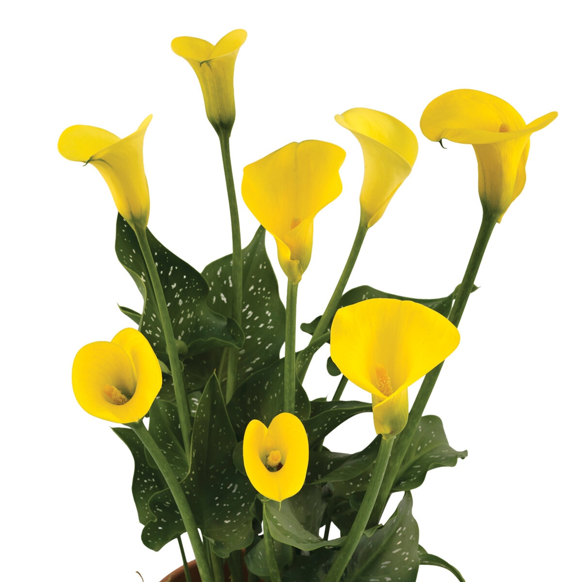 Zantedeschia Yellow Leaves