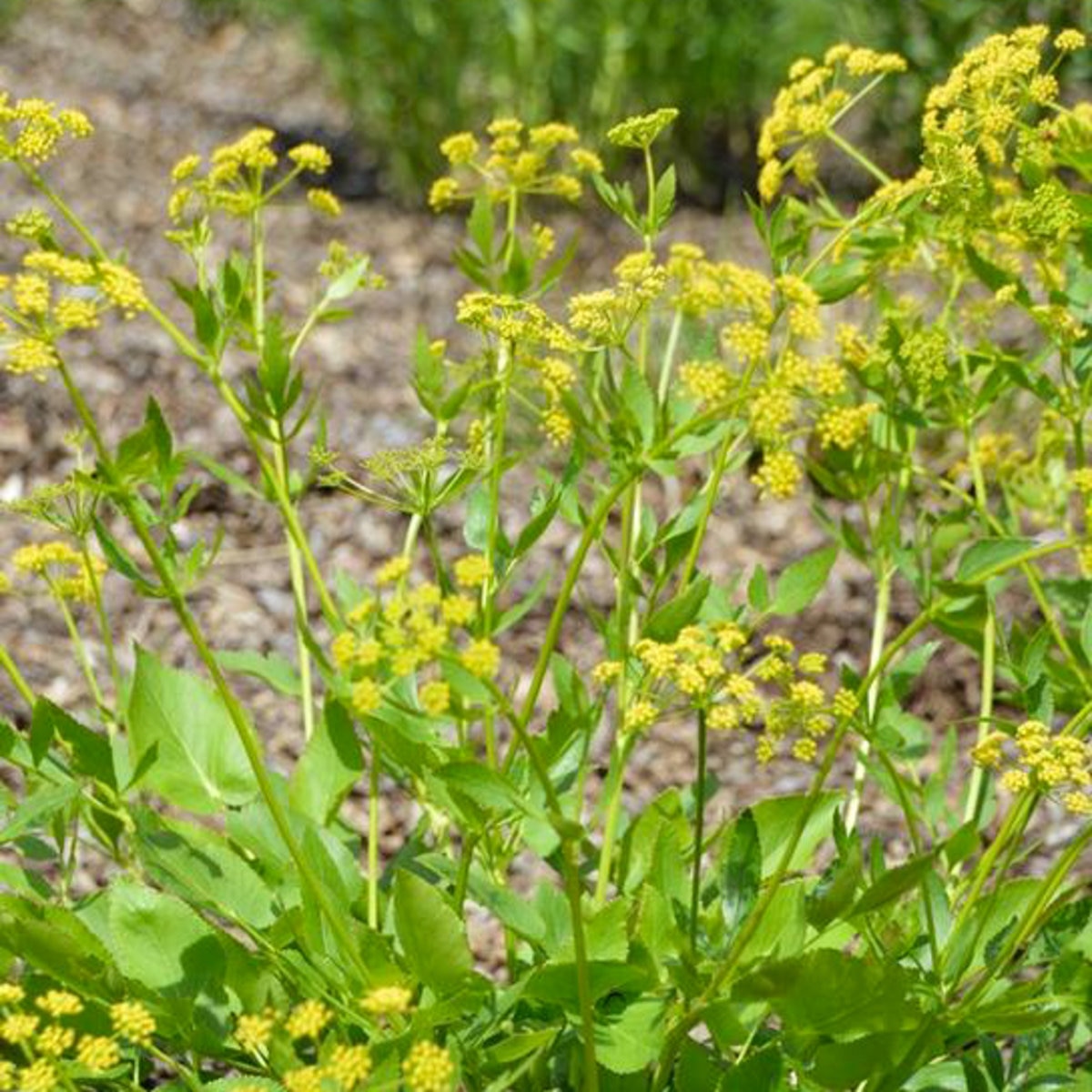 Zizia Aptera Meadow Parsnip | SiteOne