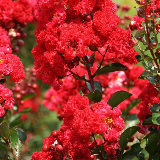 Lagerstroemia X Ruffled Red Magic Crape Myrtle | SiteOne