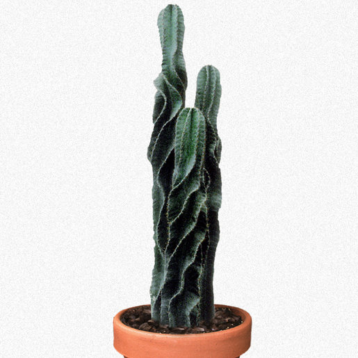 Cereus Uruguayanus Monstrosus Monstrose Apple Cactus | SiteOne