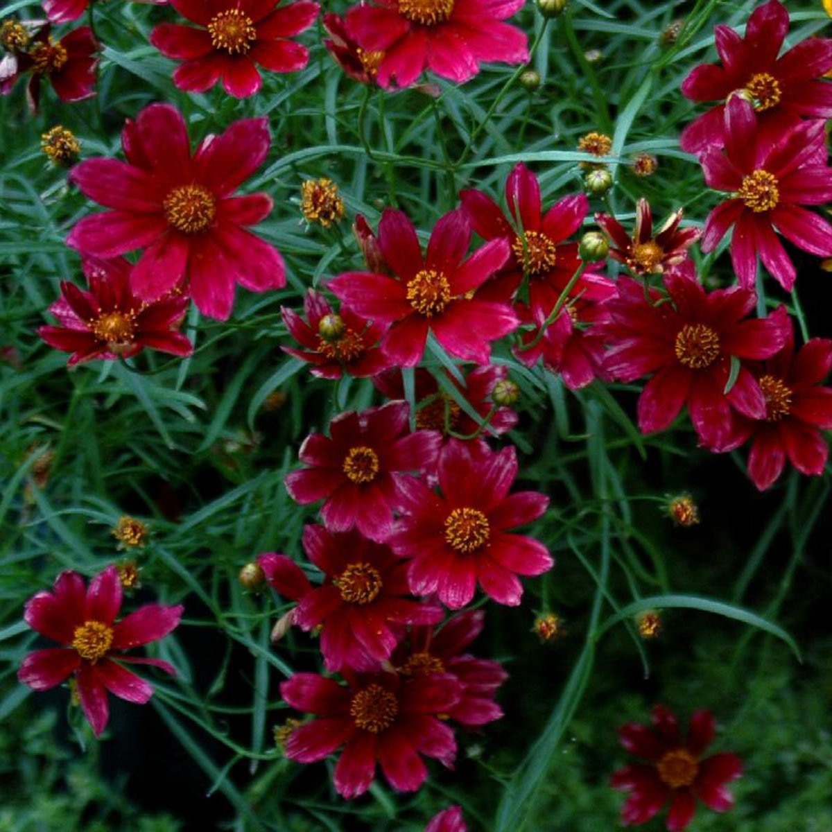 Coreopsis Verticillata Cruizin Main Street Tickseed | SiteOne