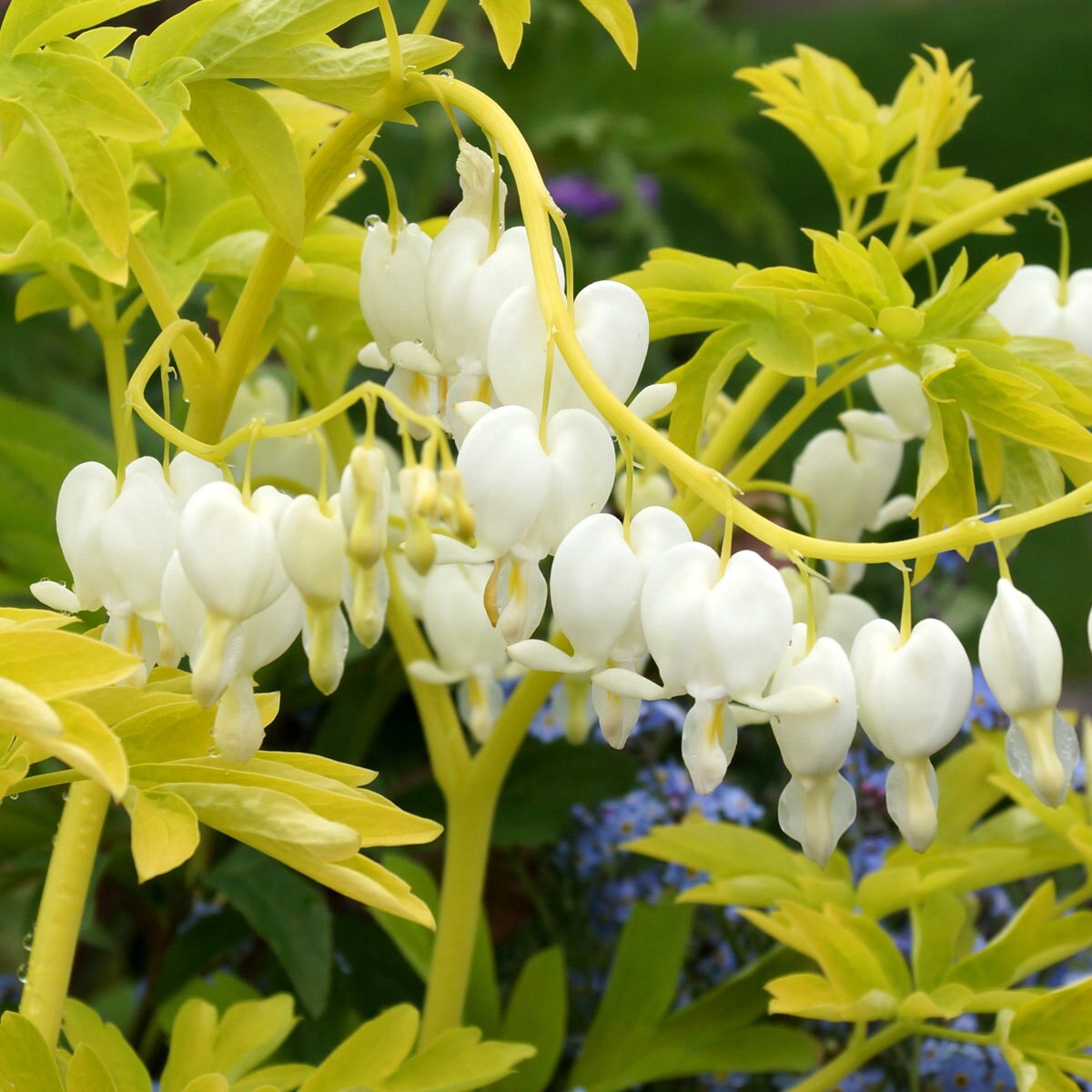 Dicentra Spectabilis White Gold Bleeding Heart | SiteOne